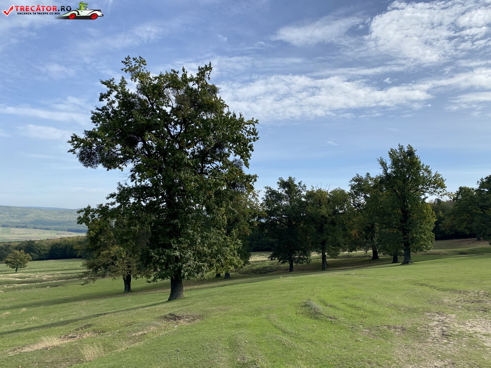 Padurea Seculara de Stejari Hadambu. Galerie Foto - Imagini cu ...
